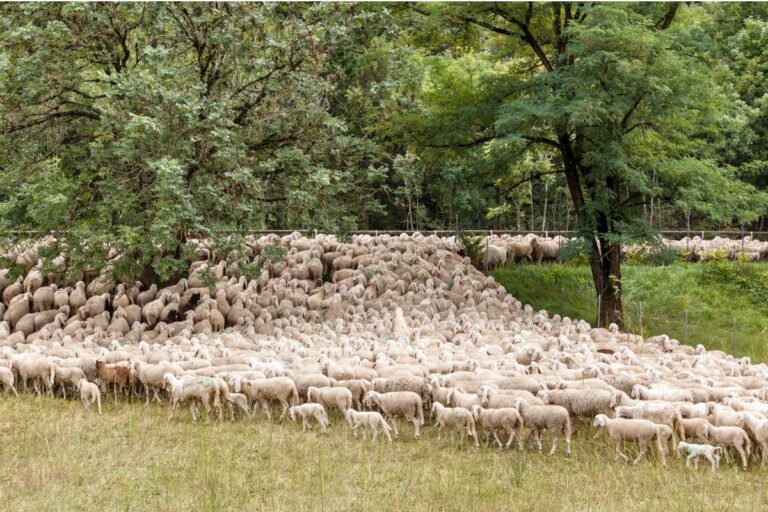 What is transhumance and its benefits - Evidence Network