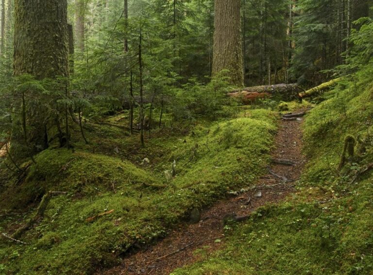 Secondary forests: what are, characteristics, flora and fauna ...
