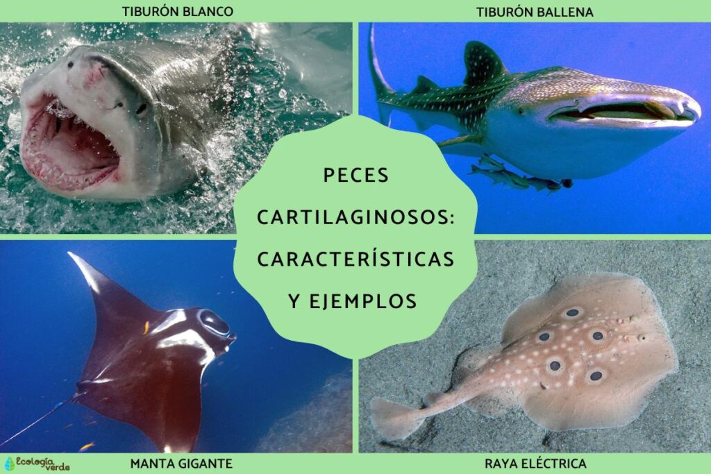 Cartilaginous fish: characteristics and examples - Evidence Network