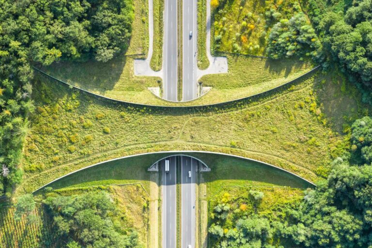 Green or ecological corridors: what are, types and importance ...