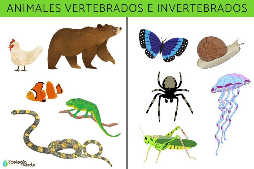 Vertebrate and invertebrate animals: characteristics, examples and ...