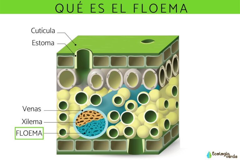What Is The Phloem And Its Function Evidence Network