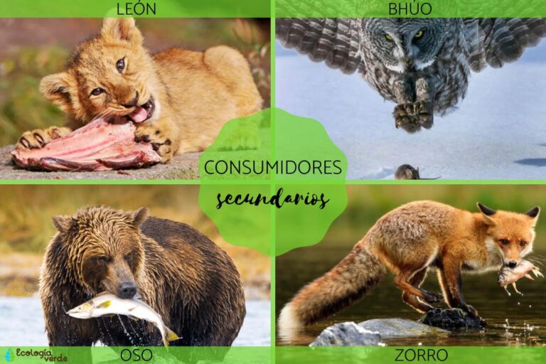 Secondary consumers: What are and examples - Evidence Network
