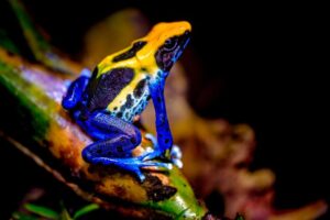 APOSEMATISM: What is and examples - Evidence Network