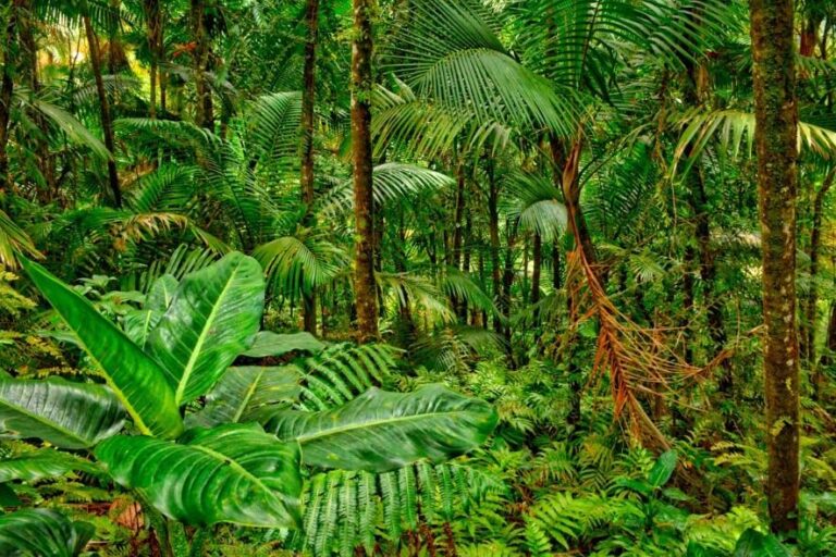Jungle ecosystem and its characteristics - Evidence Network