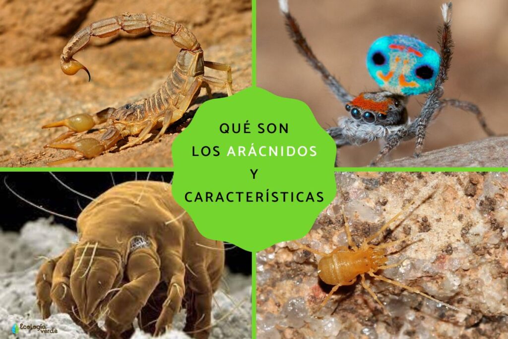 Arachnids: characteristics, types and examples - Evidence Network