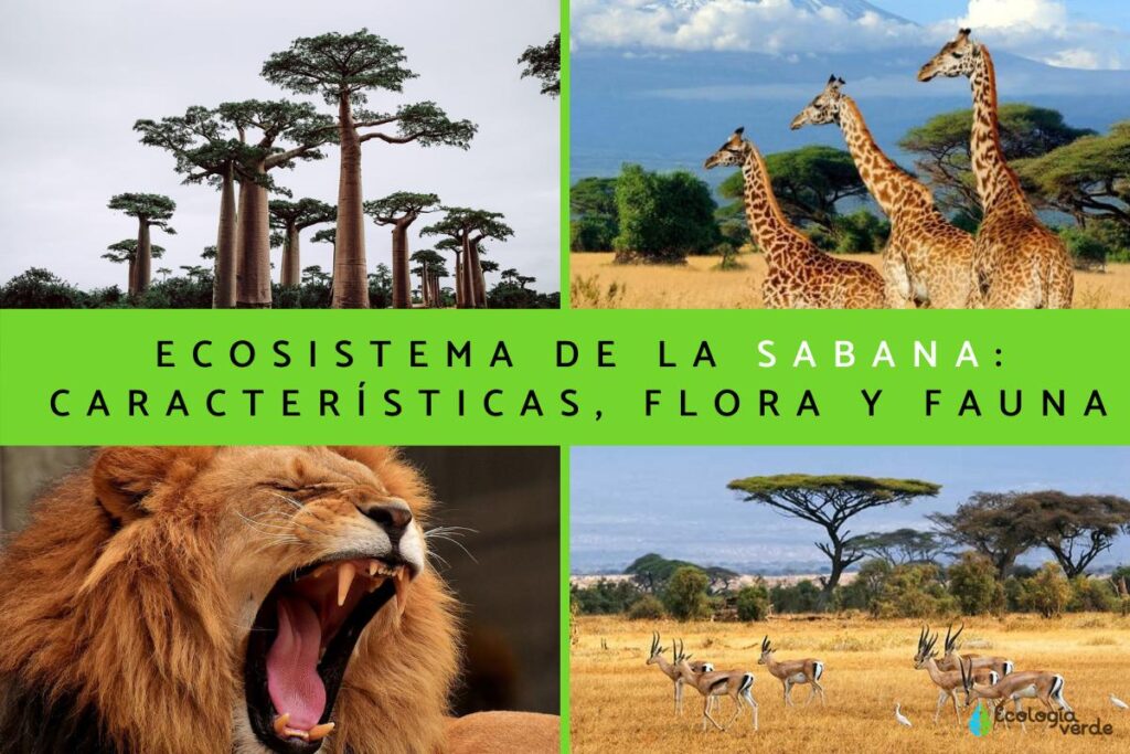 Sabana ecosystem: characteristics, flora and fauna - Evidence Network