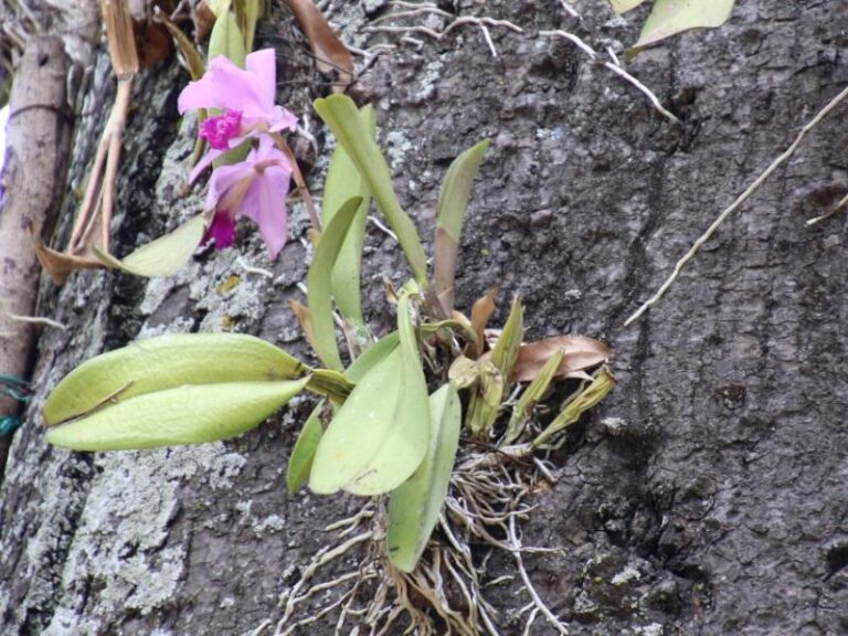 Epiphytic plants: what are, types and examples - Evidence Network