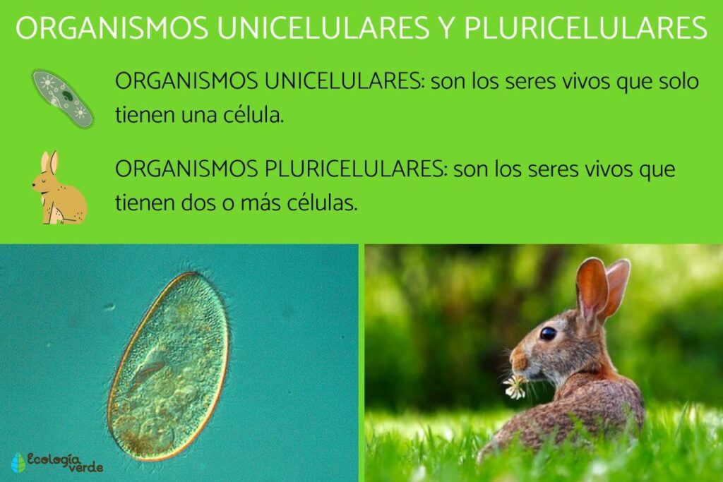 Unicellular and multicellular organisms: examples and differences ...