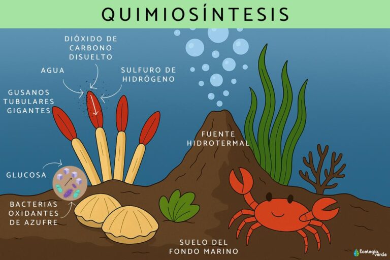 Chemosynthesis: What is, phases, organisms and difference with ...