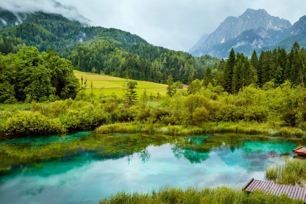 What is a pond: characteristics, types, animals and plants and what is ...