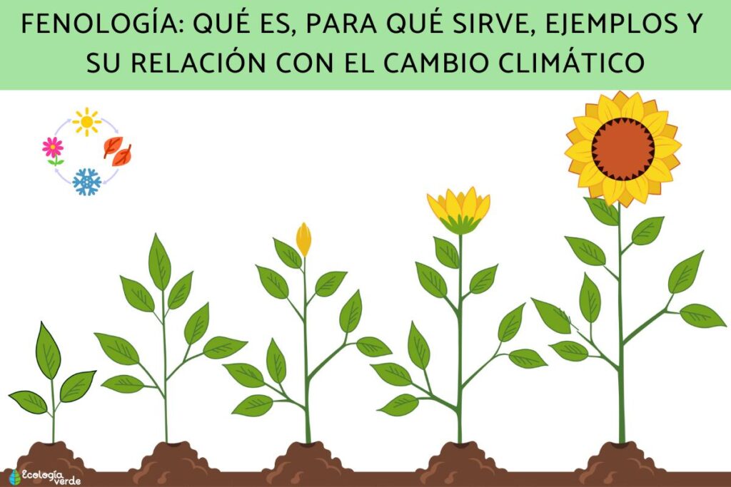 Phenology: What is it, what is it for, examples and its relationship ...
