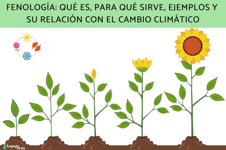 Phenology: What is it, what is it for, examples and its relationship ...