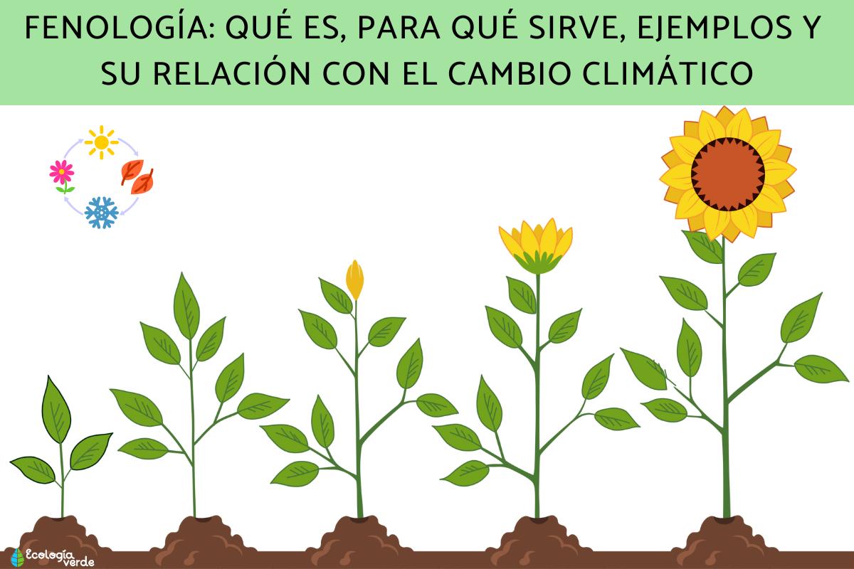 Phenology: What is it, what is it for, examples and its relationship ...