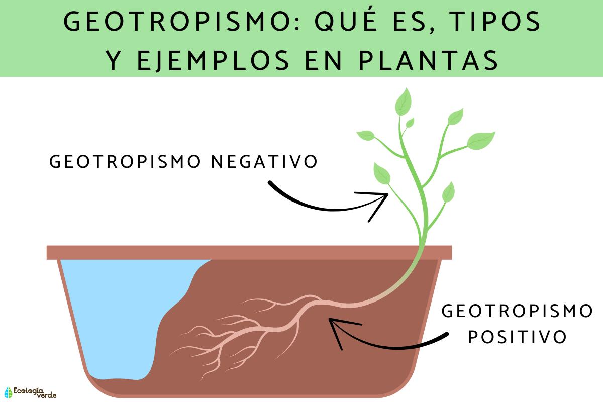 Geotropism: what it is, types and examples in plants - Evidence Network