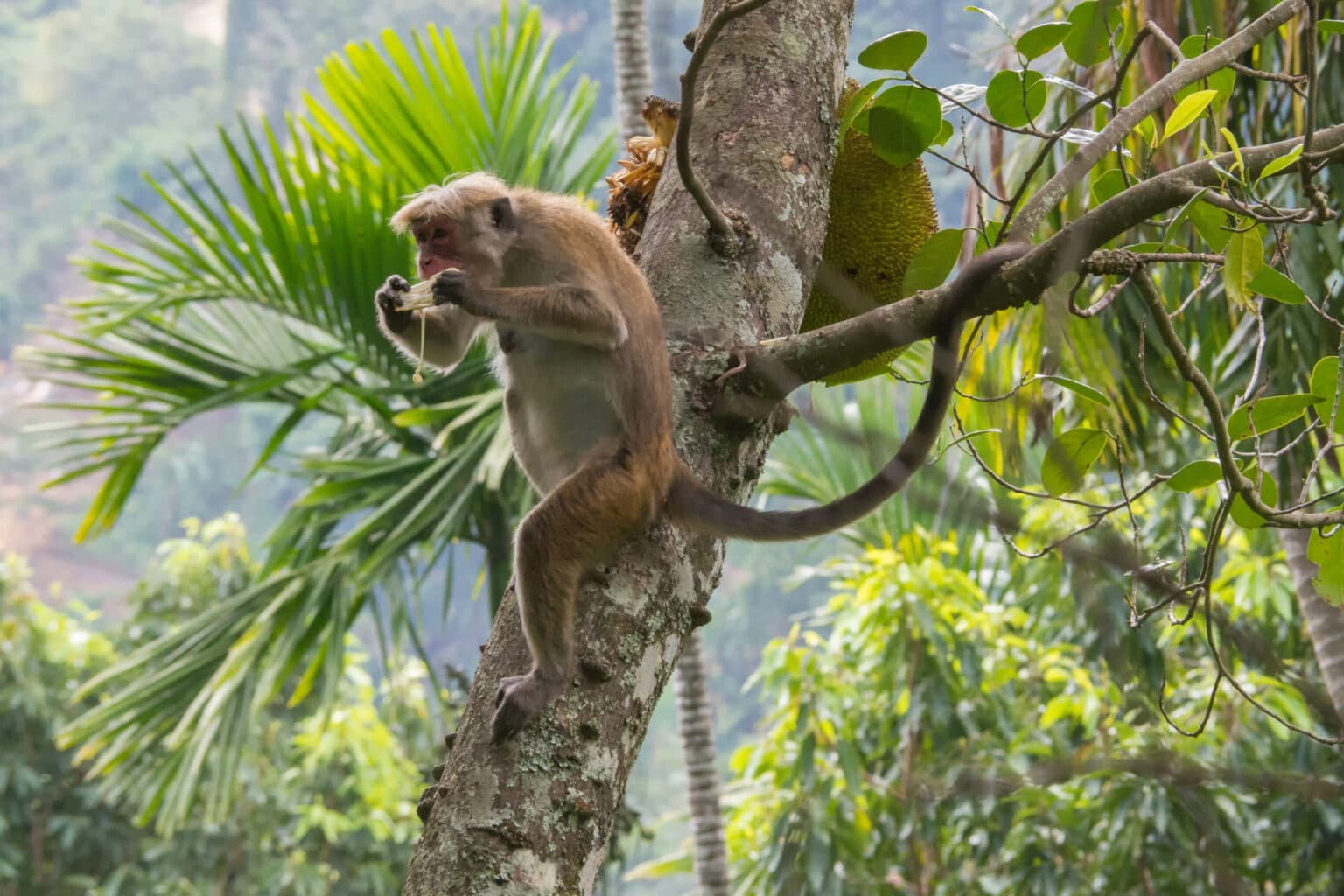 Asthenia: meaning, causes, symptoms and care - Evidence Network